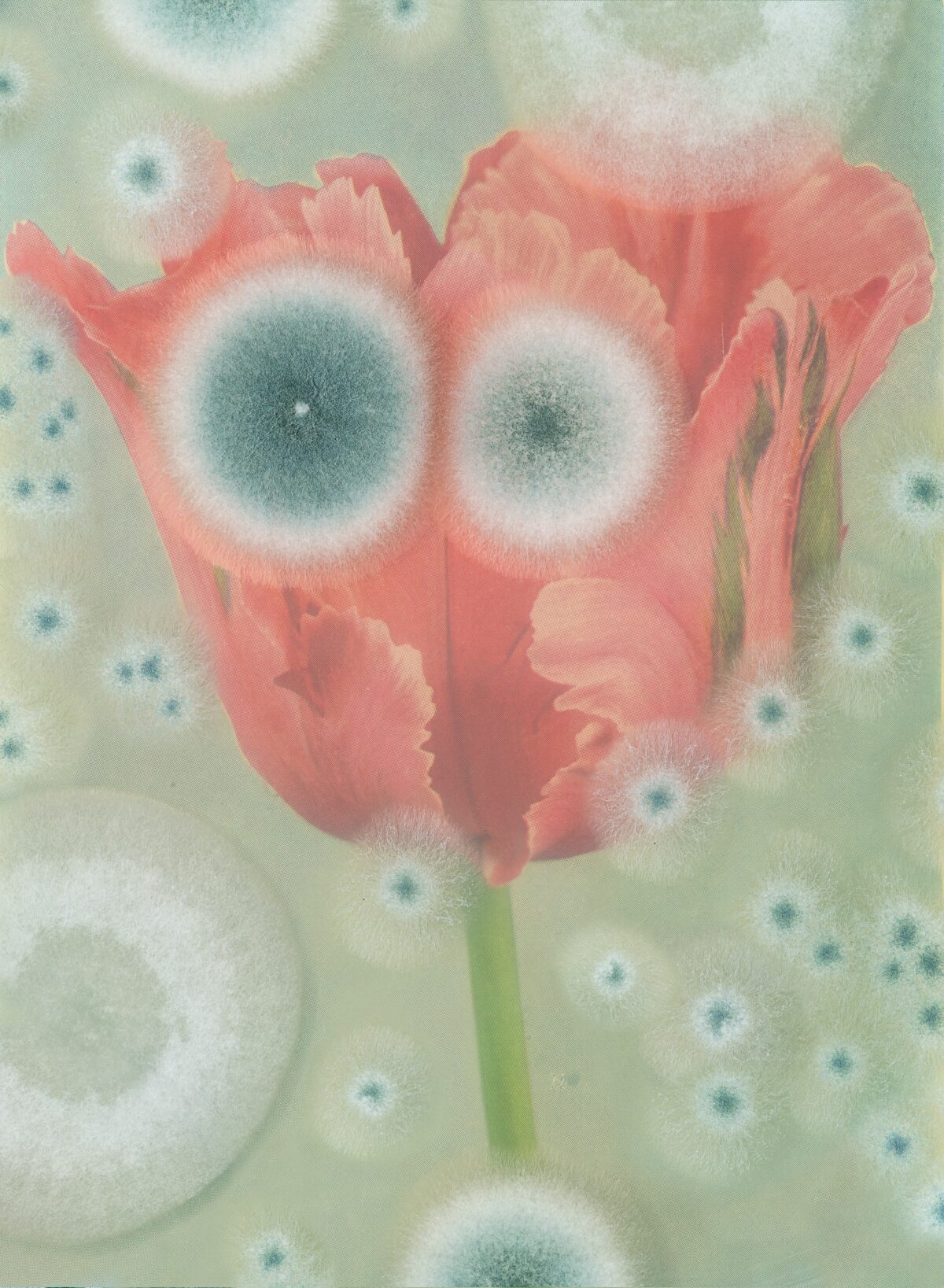Too close to notice – Klaus Pichler